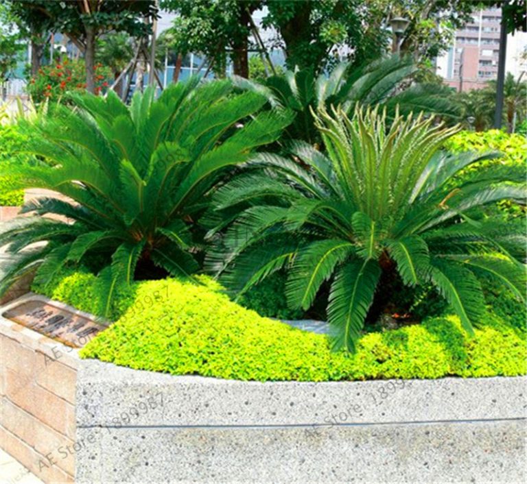 Cycas Revoluta Tree Seeds For Indoors - BestSeedsOnline.com - Free ...