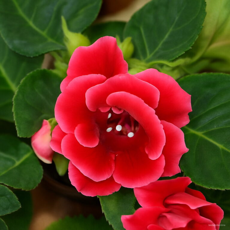 Sinningia Speciosa Gloxinia Flores Seeds 100pcs - BestSeedsOnline.com - Free Shipping Worldwide