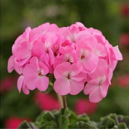 15 Piece 100% Real Garden Pelargonium Geranium Seeds Flowers ...