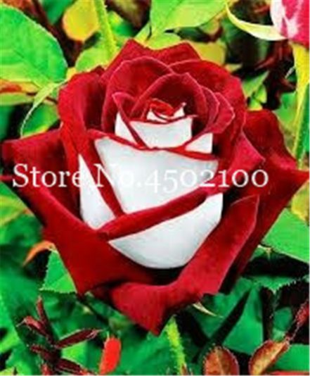 100 Pcs Exotic German Dragon Rose Seeds - BestSeedsOnline.com - Free ...