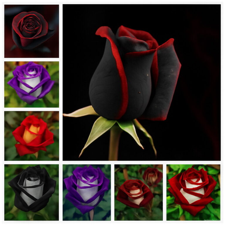 100 Pcs Exotic German Dragon Rose Seeds - BestSeedsOnline.com - Free ...