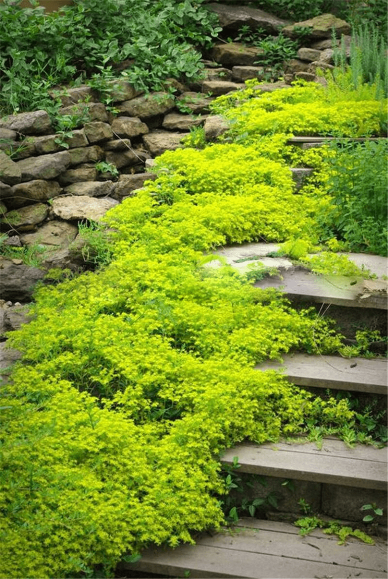 200pcs Creeping Thyme Seeds Rare Color Ground Cover - BestSeedsOnline ...