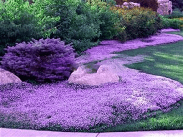 200pcs Creeping Thyme Seeds Rare Color Ground Cover - BestSeedsOnline ...