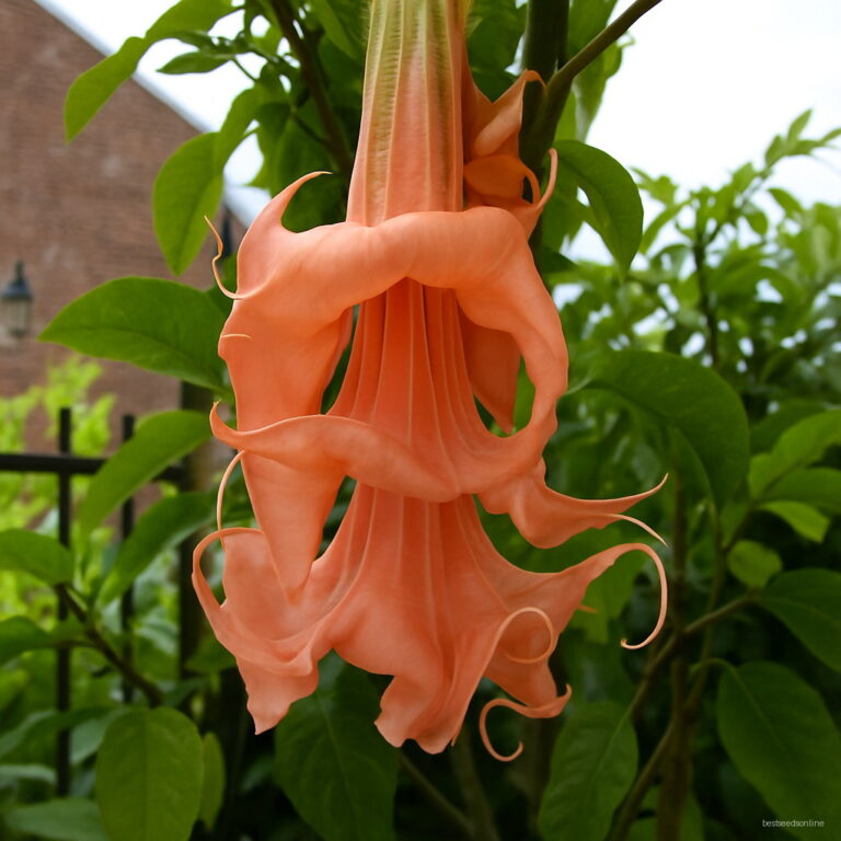 Dwarf Brugmansia Angels Trumpets Seeds 50pcs - BestSeedsOnline.com ...
