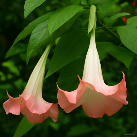 Dwarf Brugmansia Angels Trumpets Seeds 50pcs - BestSeedsOnline.com ...