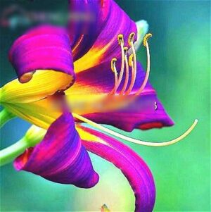 100pack Perennial Lily Seeds Mixed Colors - BestSeedsOnline.com - Free ...